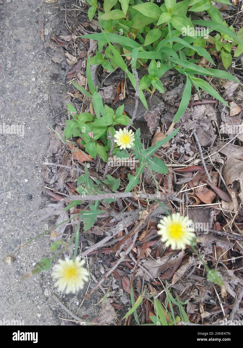 chicories, dandelions, and allies (Cichorioideae) Plantae Stock Photo ...