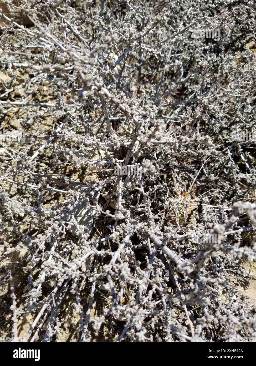 Littleleaf Rhatany (Krameria erecta) Plantae Stock Photo - Alamy