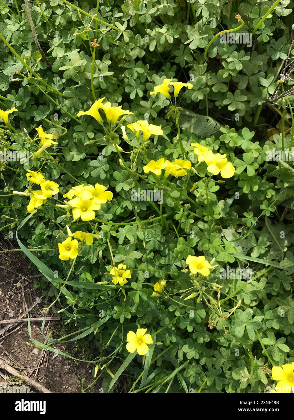 Bermuda buttercup (Oxalis pes-caprae) Plantae Stock Photo - Alamy