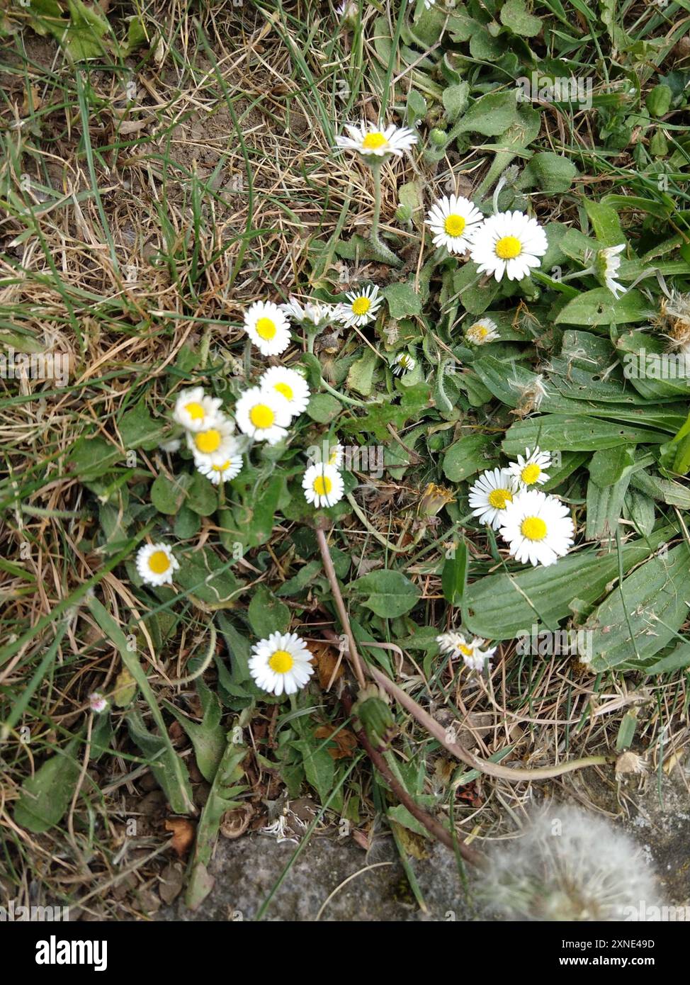 Lawn daisy (Bellis perennis) Plantae Stock Photo - Alamy