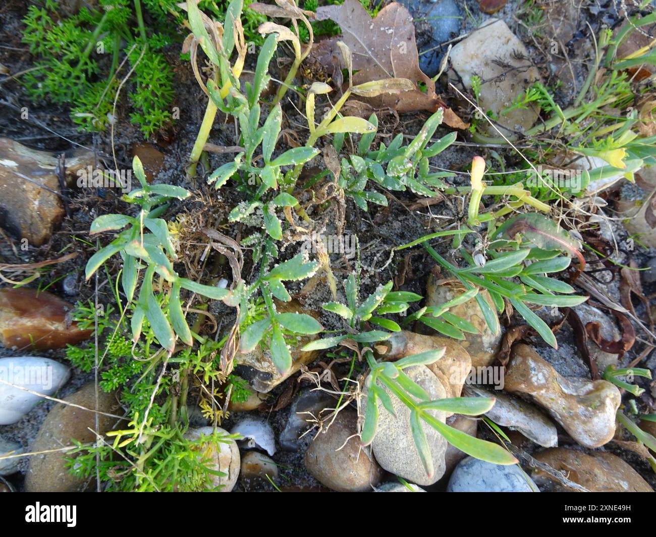 rock samphire (Crithmum maritimum) Plantae Stock Photo - Alamy