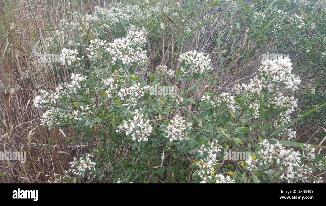 groundsel tree (Baccharis halimifolia) Plantae Stock Photo - Alamy
