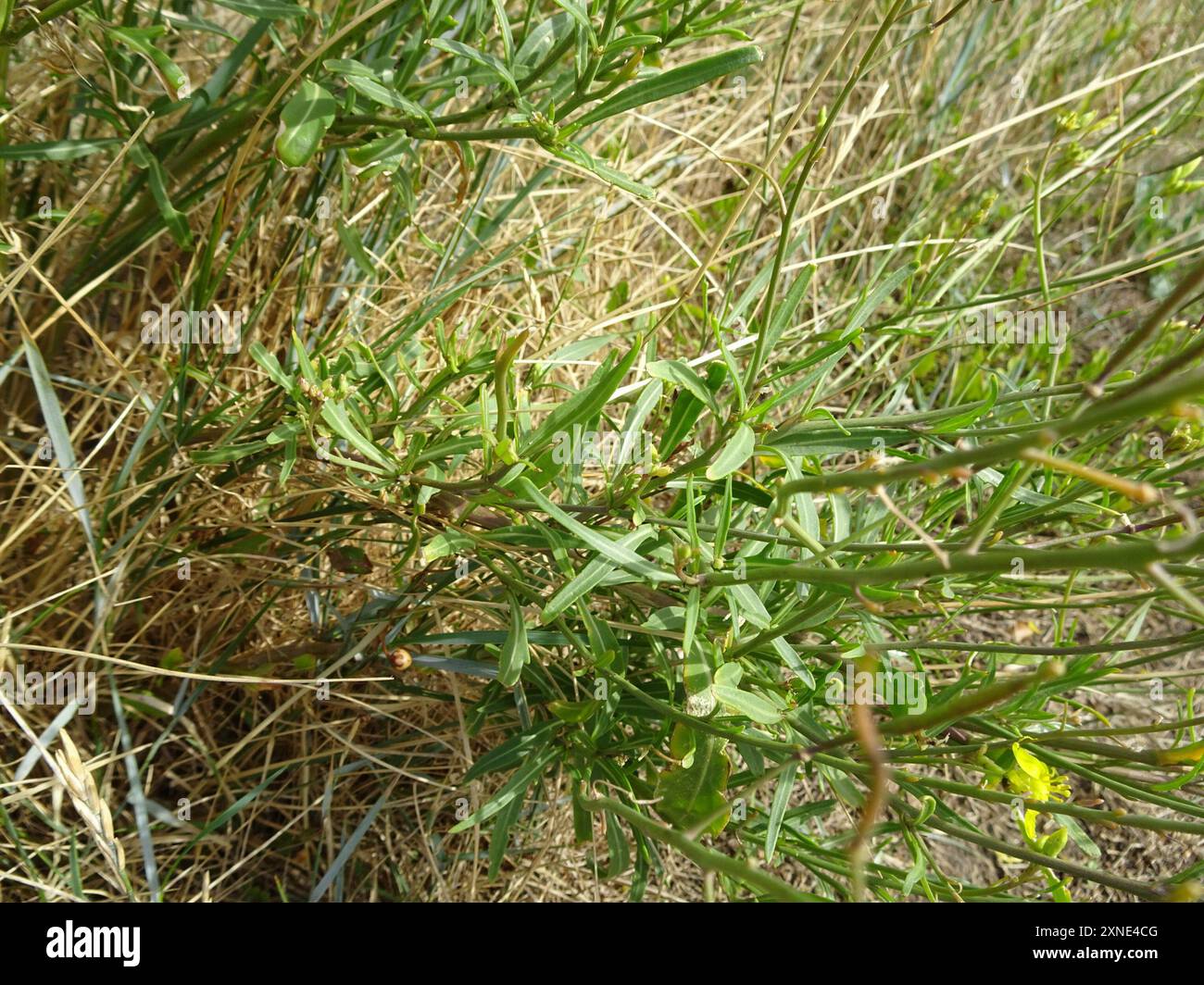 Perennial Wall-rocket (Diplotaxis tenuifolia) Plantae Stock Photo - Alamy