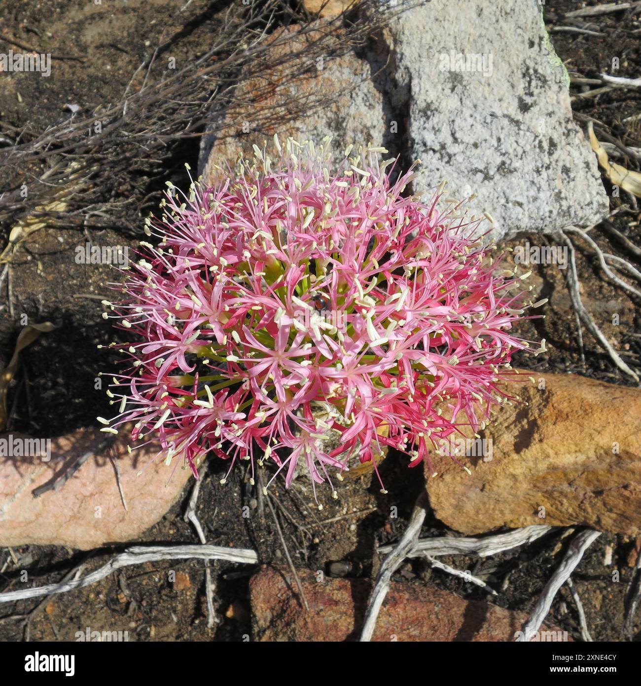 Poison-bulb (Boophone disticha) Plantae Stock Photo - Alamy