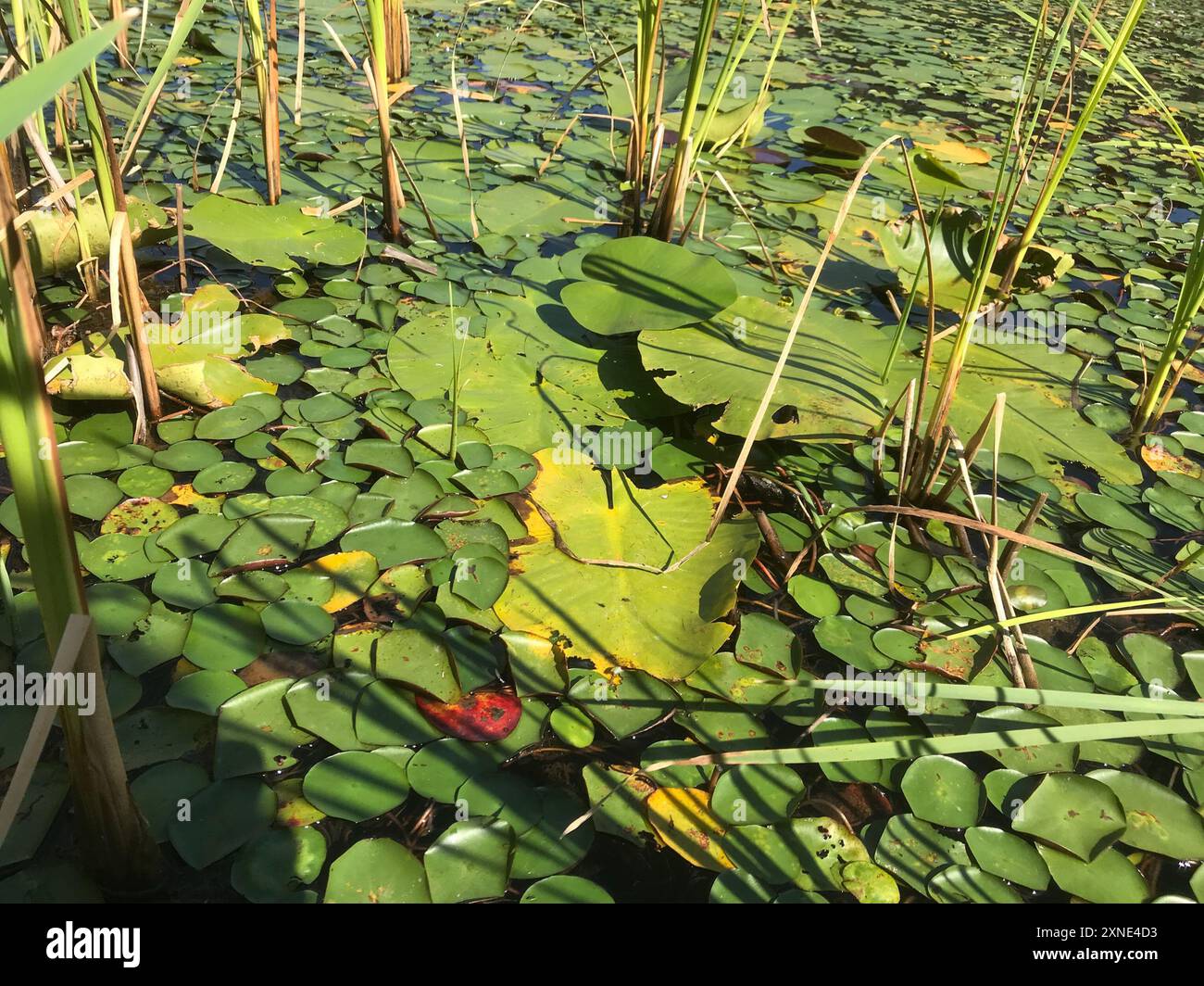 Variegated Yellow Pond-Lily (Nuphar variegata) Plantae Stock Photo - Alamy