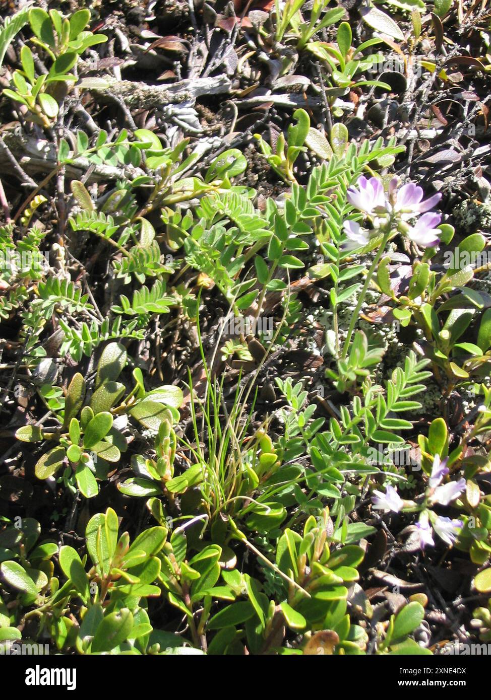 Alpine Milkvetch (Astragalus alpinus) Plantae Stock Photo - Alamy