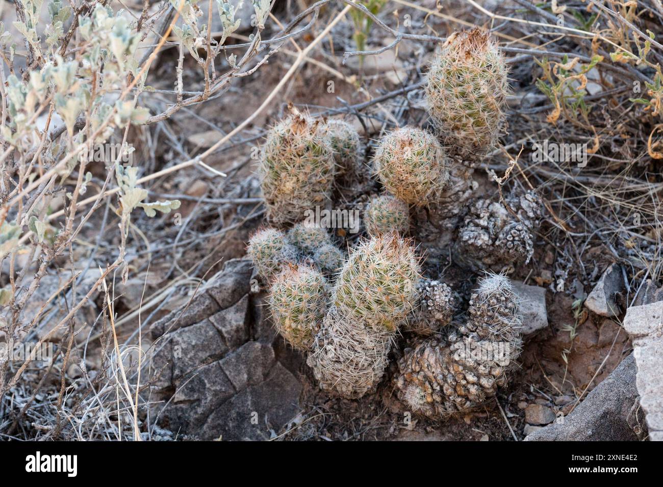 Whitecolumn Foxtail Cactus (Escobaria tuberculosa) Plantae Stock Photo ...