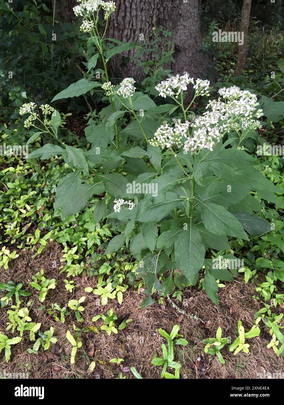 frostweed (Verbesina virginica) Plantae Stock Photo - Alamy