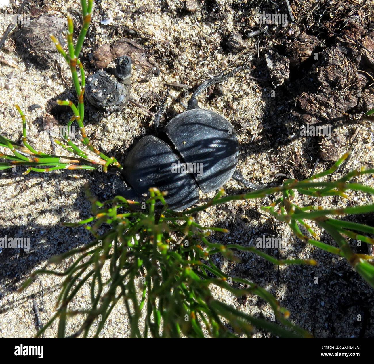 Cape Flightless Dung Beetle (Circellium bacchus) Insecta Stock Photo ...