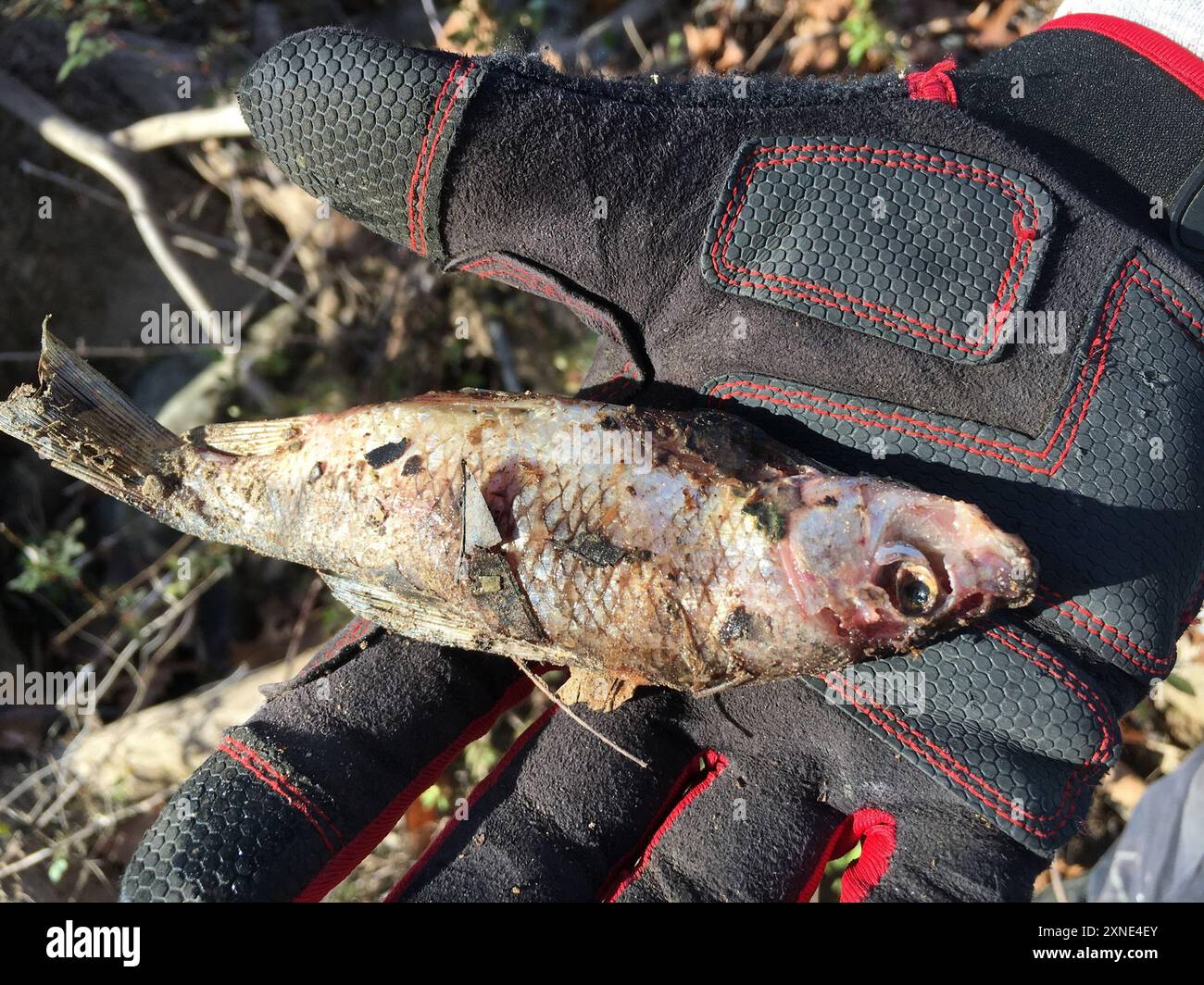 Eastern Creek Chubsucker (Erimyzon oblongus) Actinopterygii Stock Photo ...