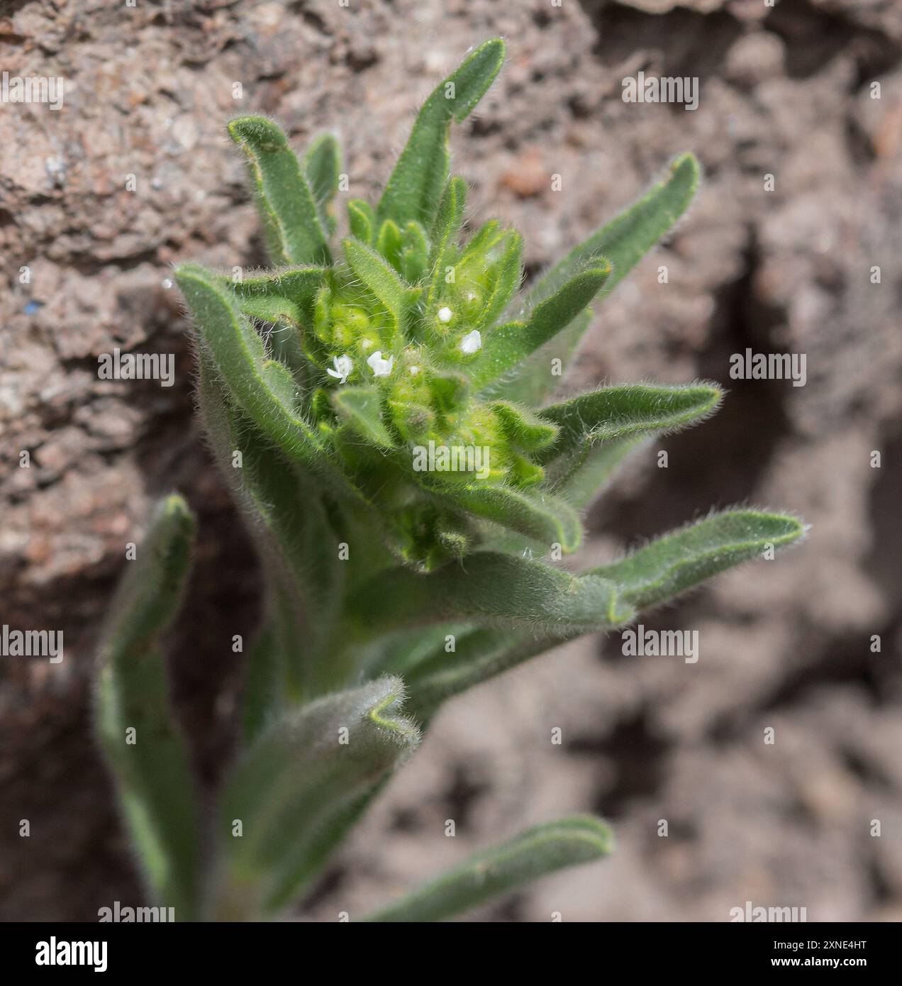 Flatspine Stickseed (Lappula occidentalis) Plantae Stock Photo - Alamy