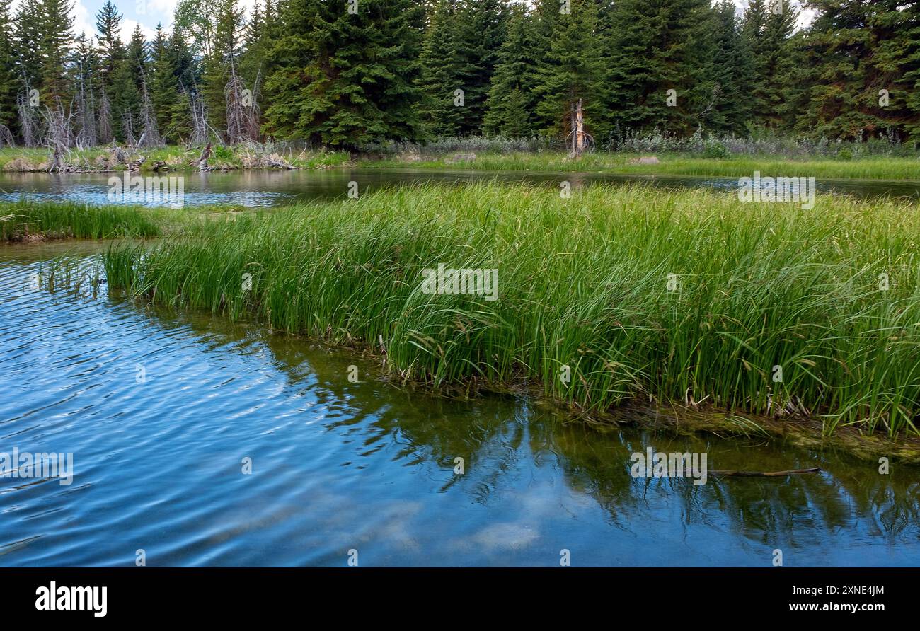 July 31, 2024: A morning breeze begins to stir along the wetland ...