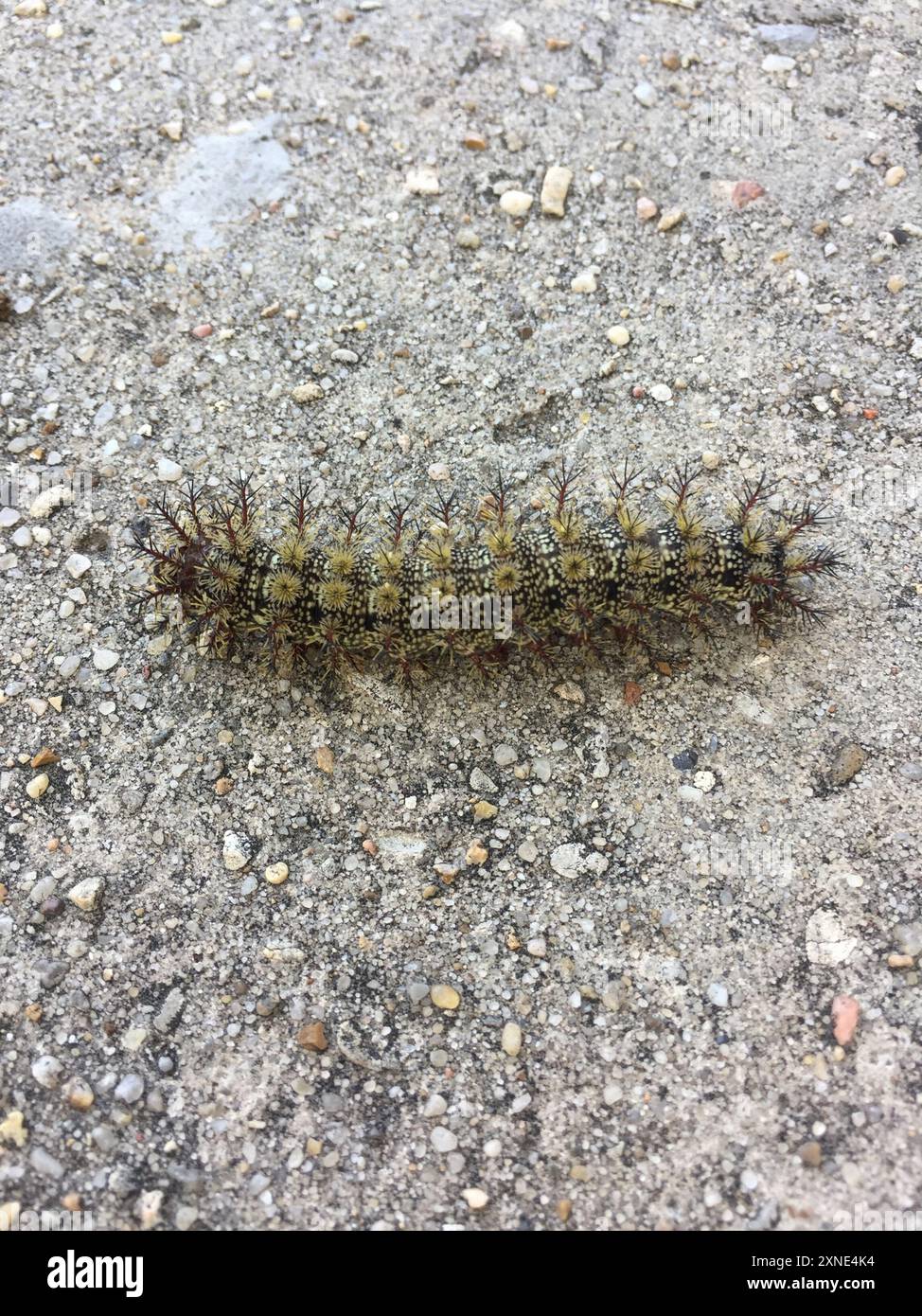 Buck Moth (Hemileuca maia) Insecta Stock Photo - Alamy