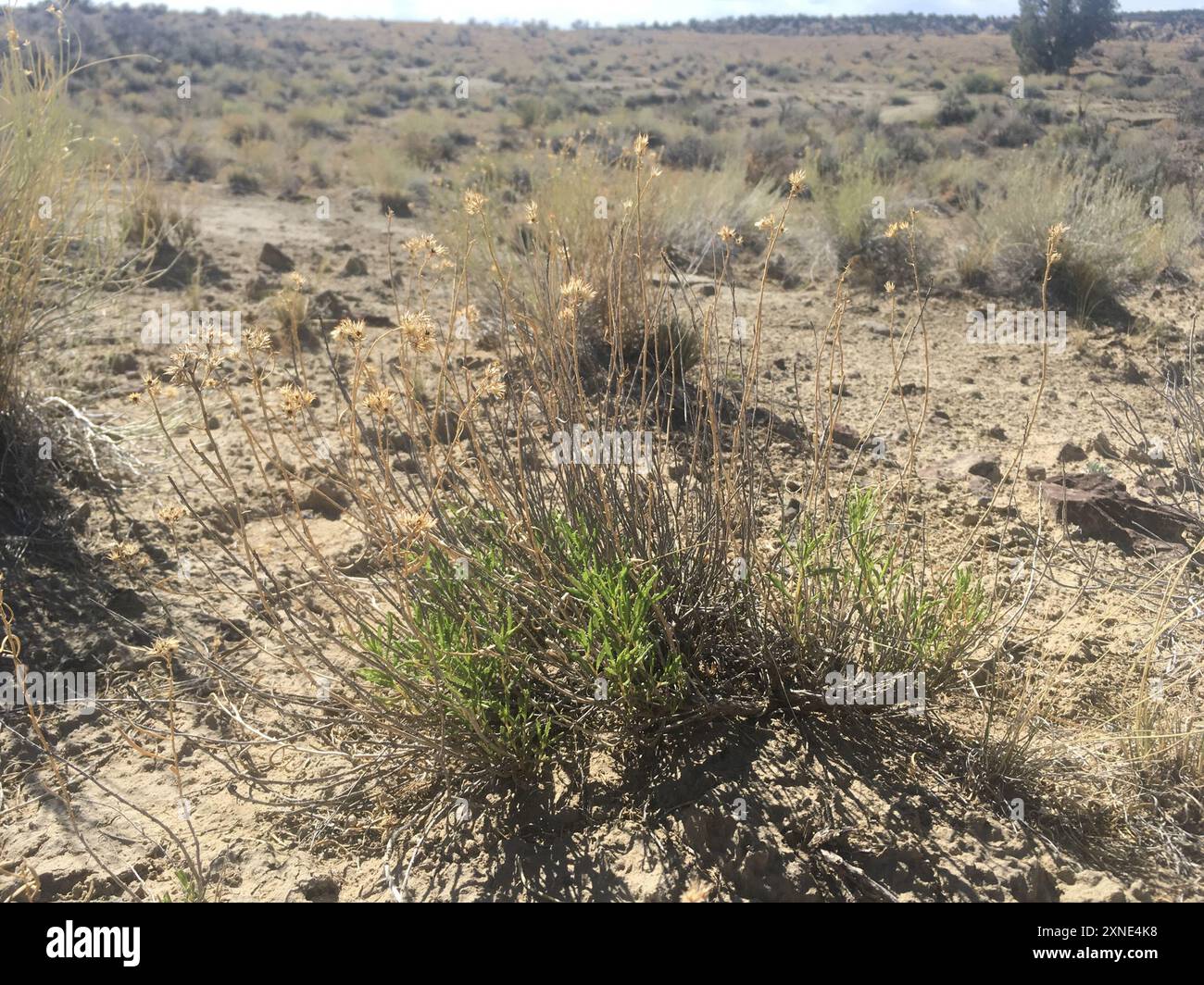 Aztec Goldenbush (Isocoma azteca) Plantae Stock Photo - Alamy