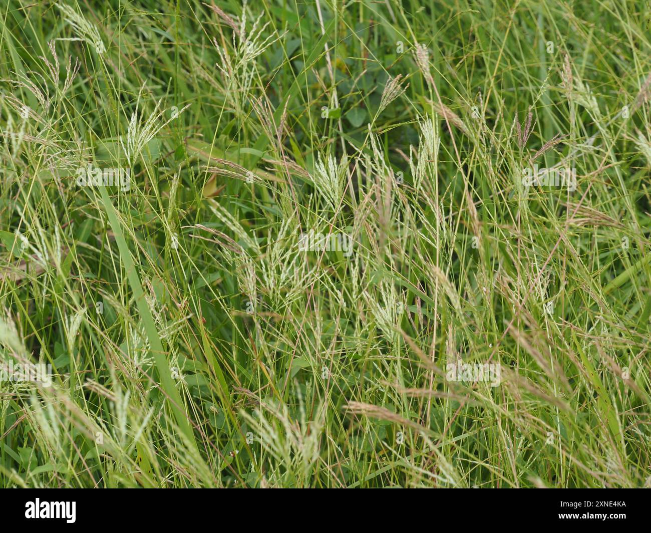 grasses (Poaceae) Plantae Stock Photo - Alamy