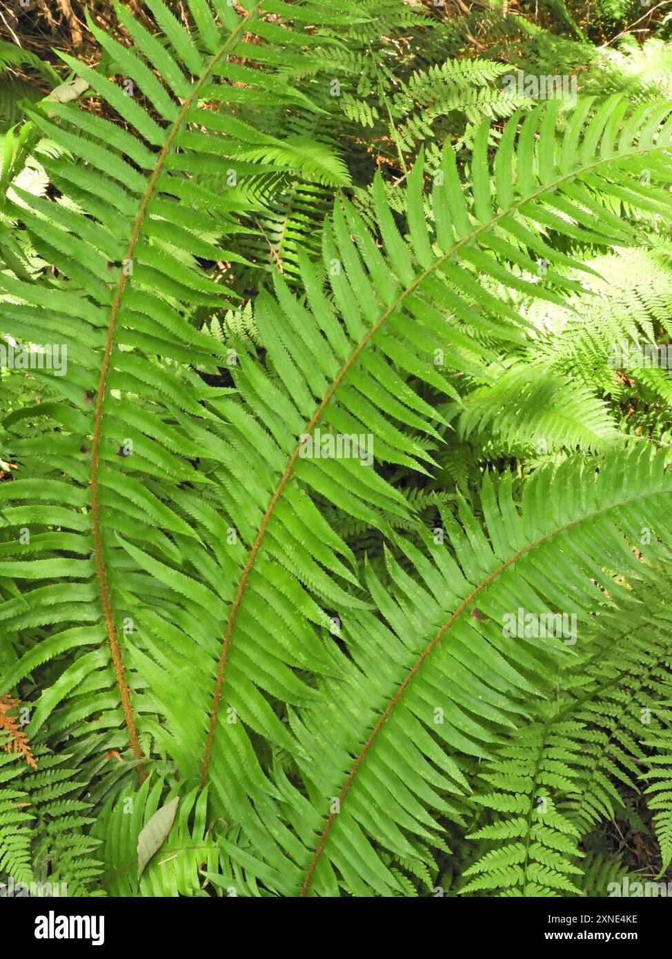 western sword fern (Polystichum munitum) Plantae Stock Photo - Alamy
