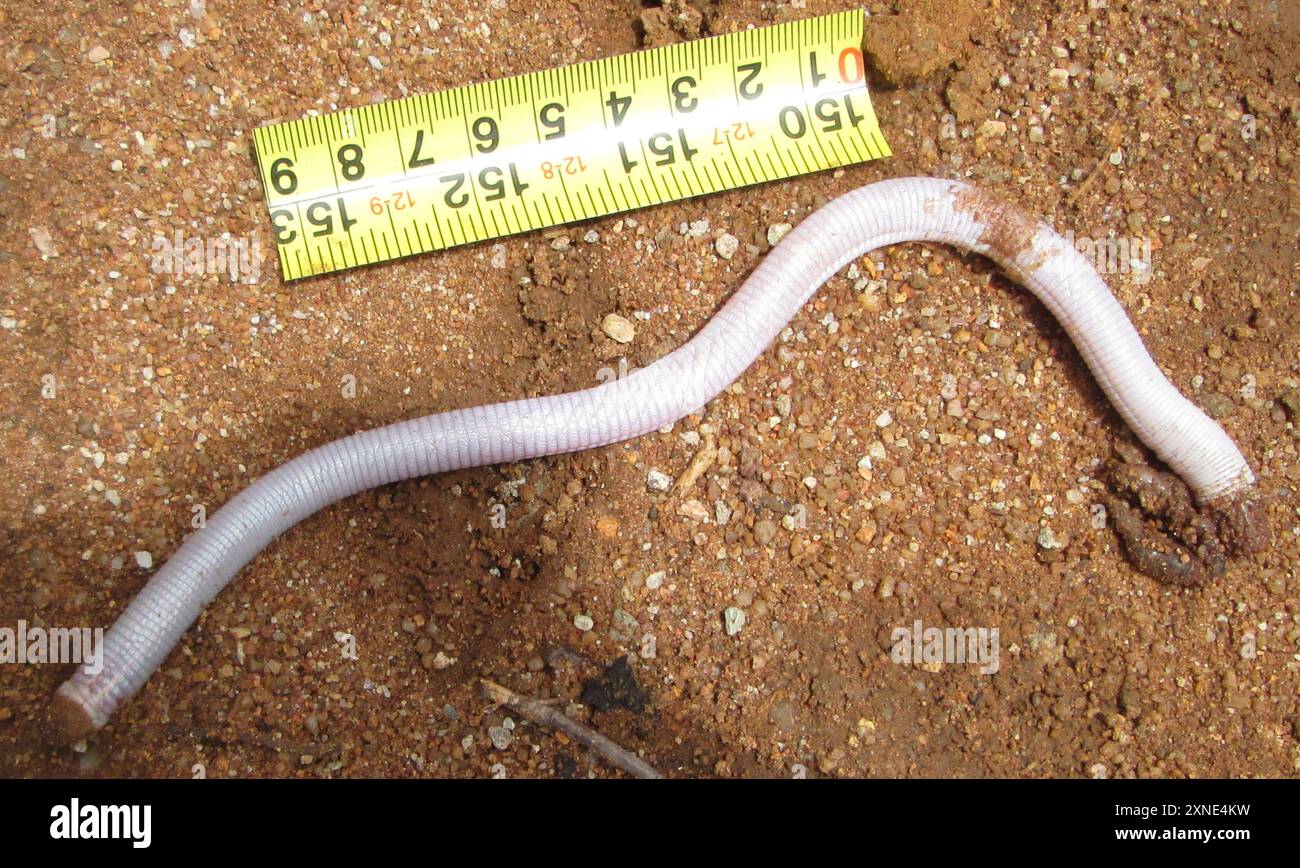 Cape Wedgesnouted Worm Lizard (Monopeltis capensis) Reptilia Stock ...