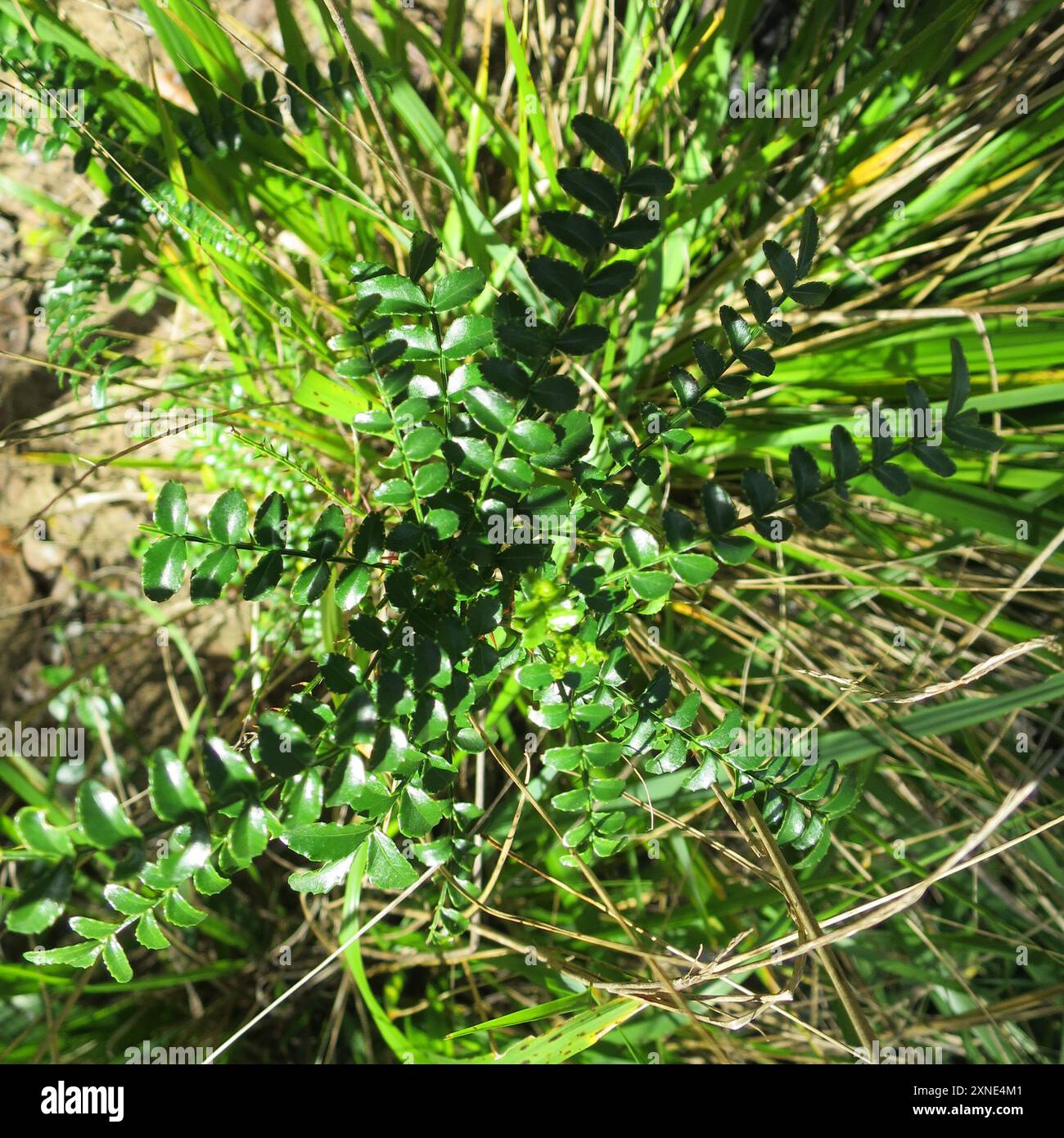 Small knobwood (Zanthoxylum capense) Plantae Stock Photo - Alamy