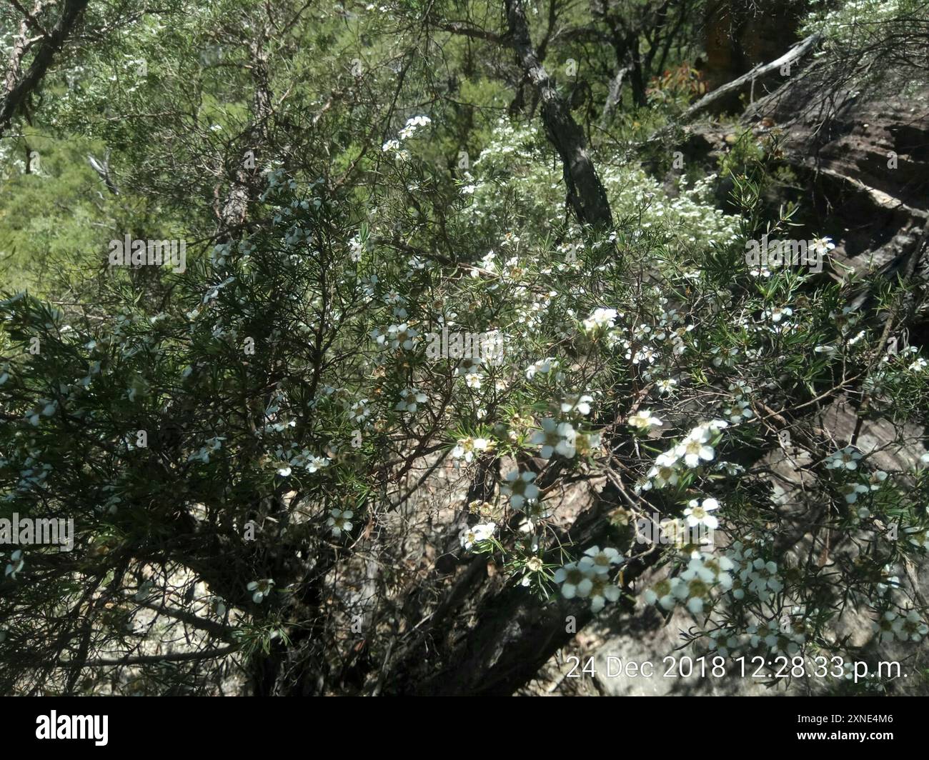 Paperbark Tea Tree (Gaudium trinervium) Plantae Stock Photo - Alamy
