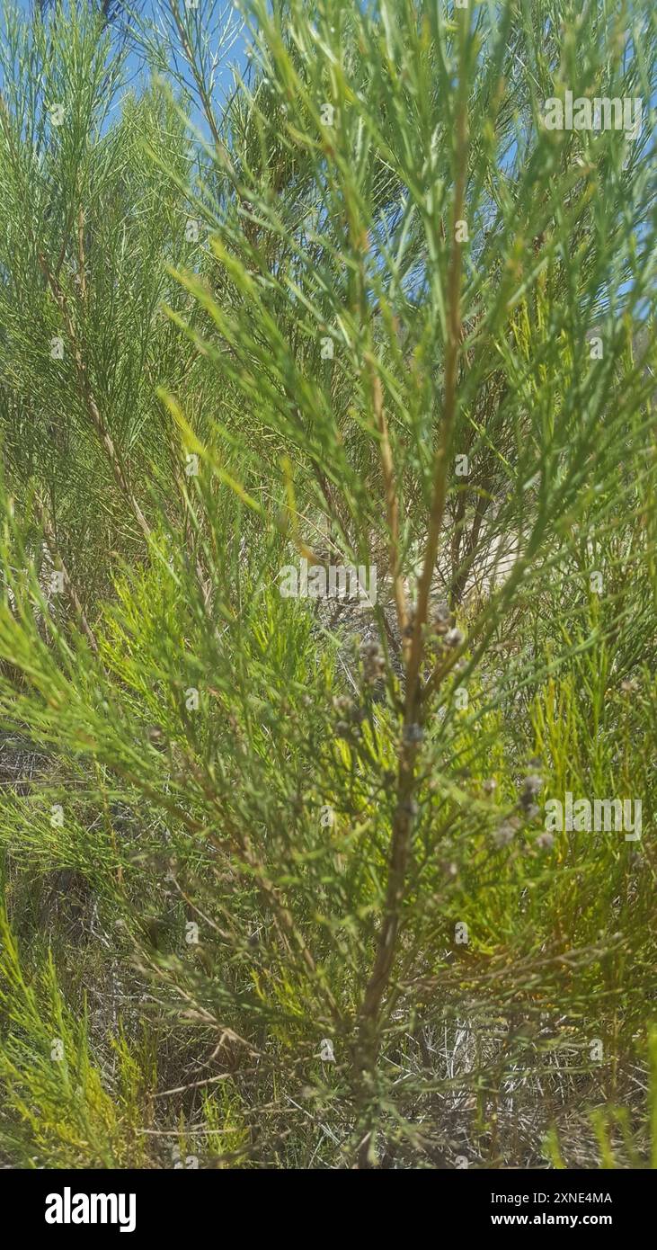 Desert Broom (Baccharis sarothroides) Plantae Stock Photo - Alamy