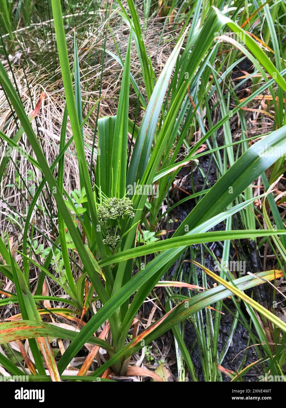 Panicled Bulrush (Scirpus microcarpus) Plantae Stock Photo - Alamy