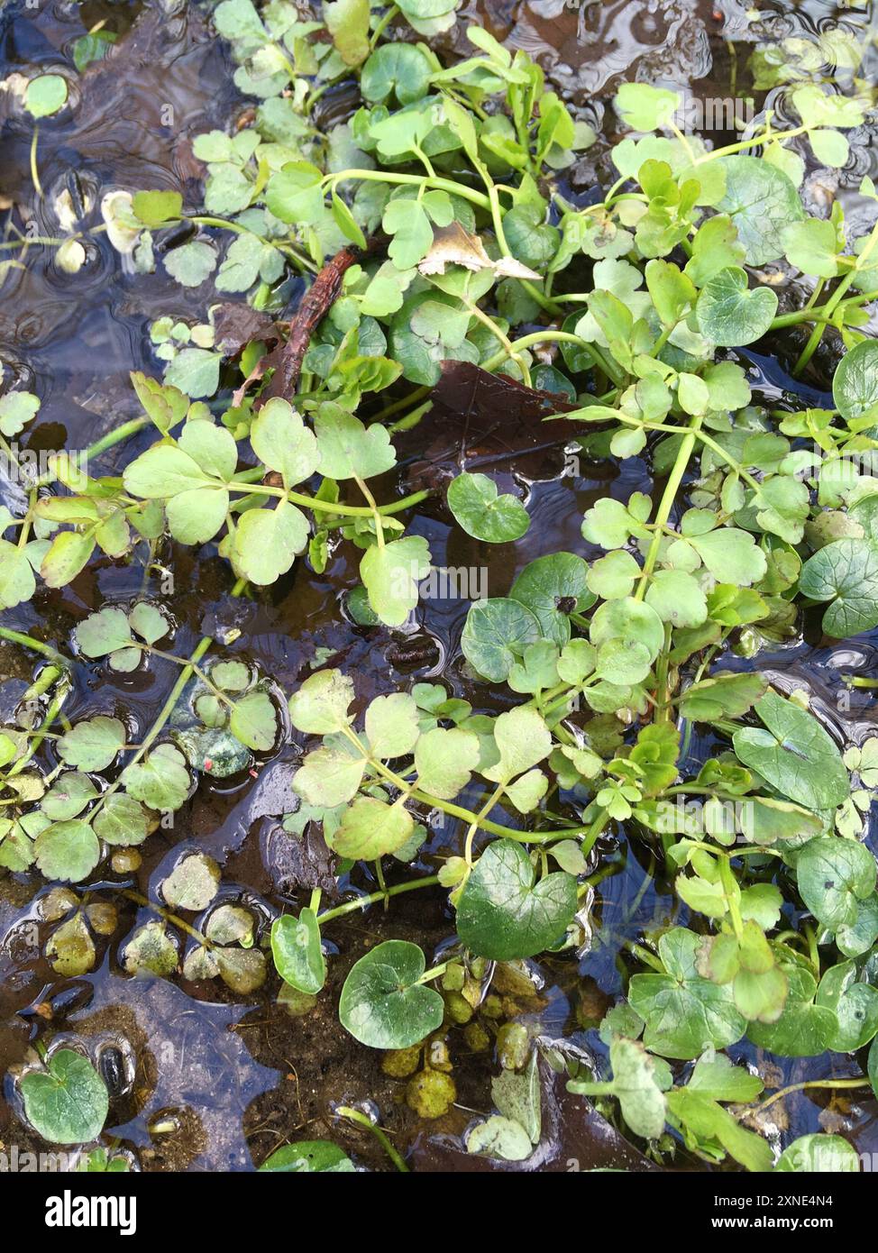 watercress (Nasturtium officinale) Plantae Stock Photo - Alamy