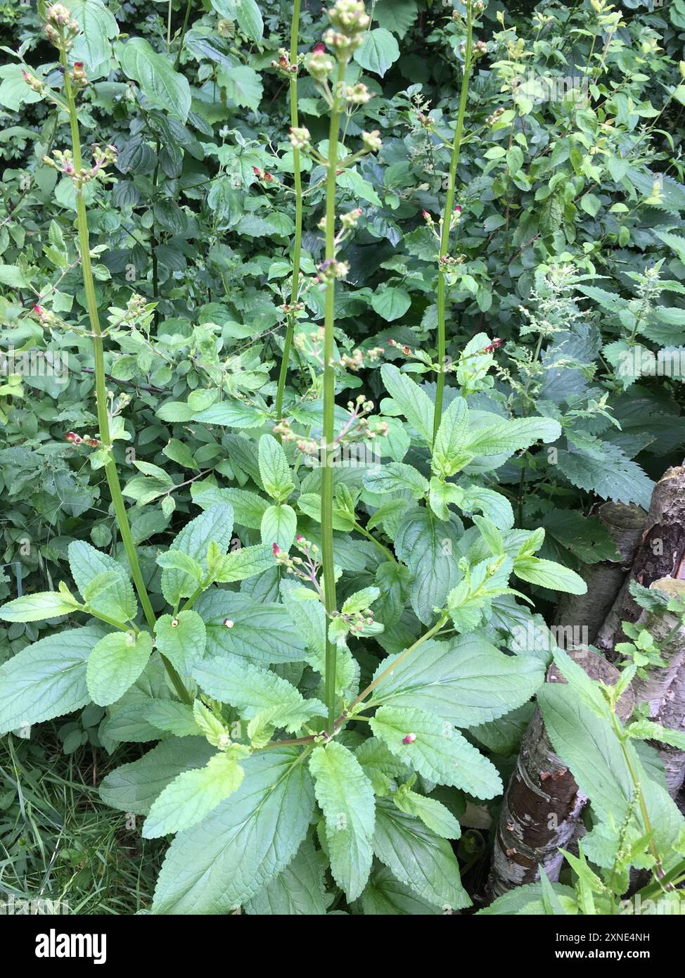 Common Figwort (Scrophularia nodosa) Plantae Stock Photo - Alamy