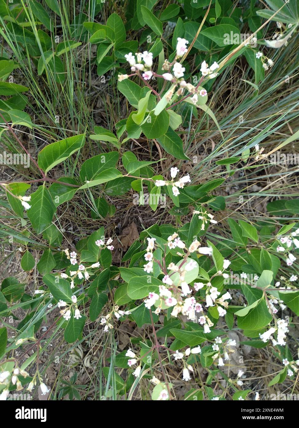 spreading dogbane (Apocynum androsaemifolium) Plantae Stock Photo - Alamy