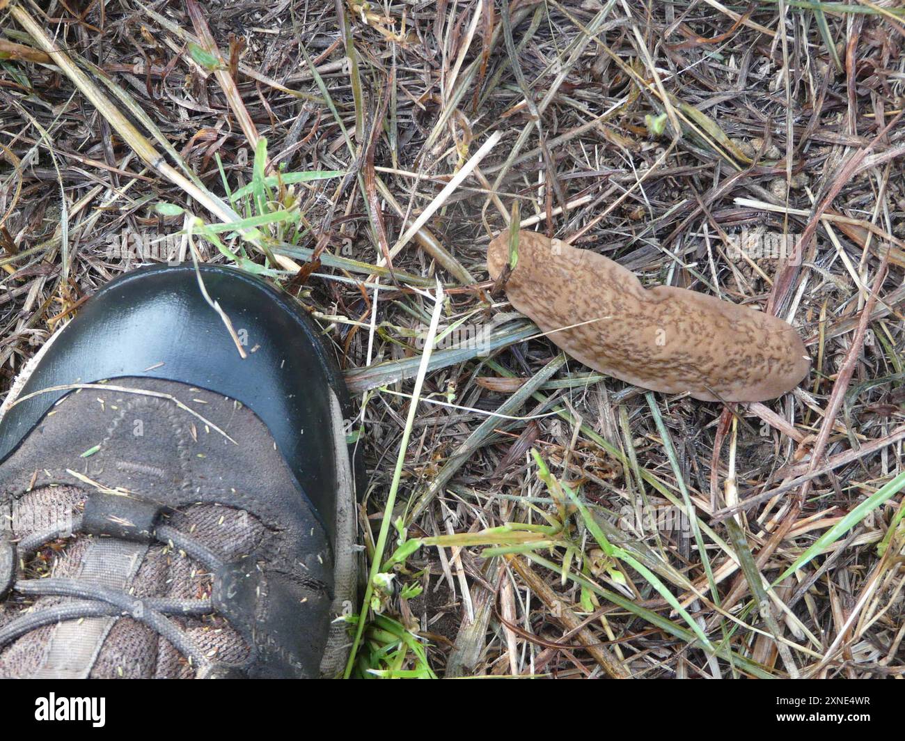 Brown Leatherback Slug (Laevicaulis natalensis) Mollusca Stock Photo ...