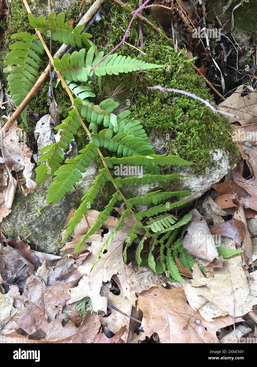 marginal wood fern (Dryopteris marginalis) Plantae Stock Photo - Alamy