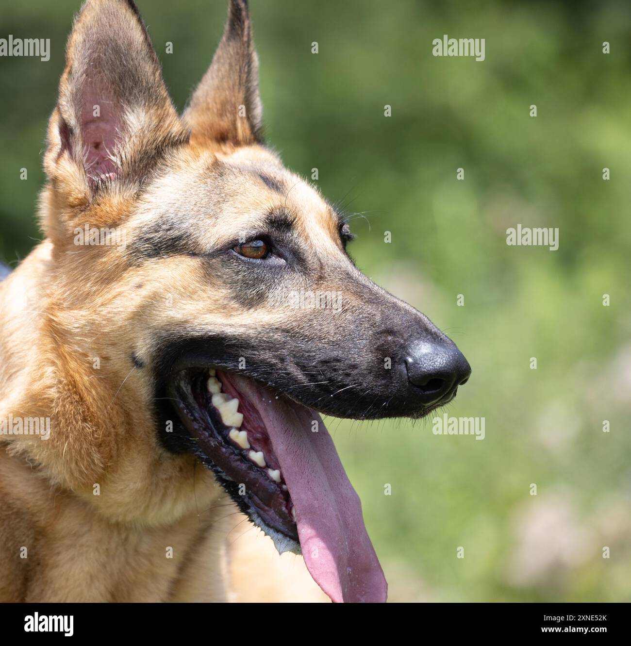 Abandoned Shelter Dogs Hoping to be Adopted Stock Photo - Alamy