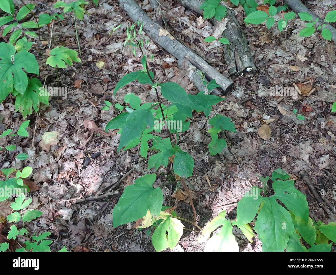 tall rattlesnake root (Nabalus altissimus) Plantae Stock Photo - Alamy