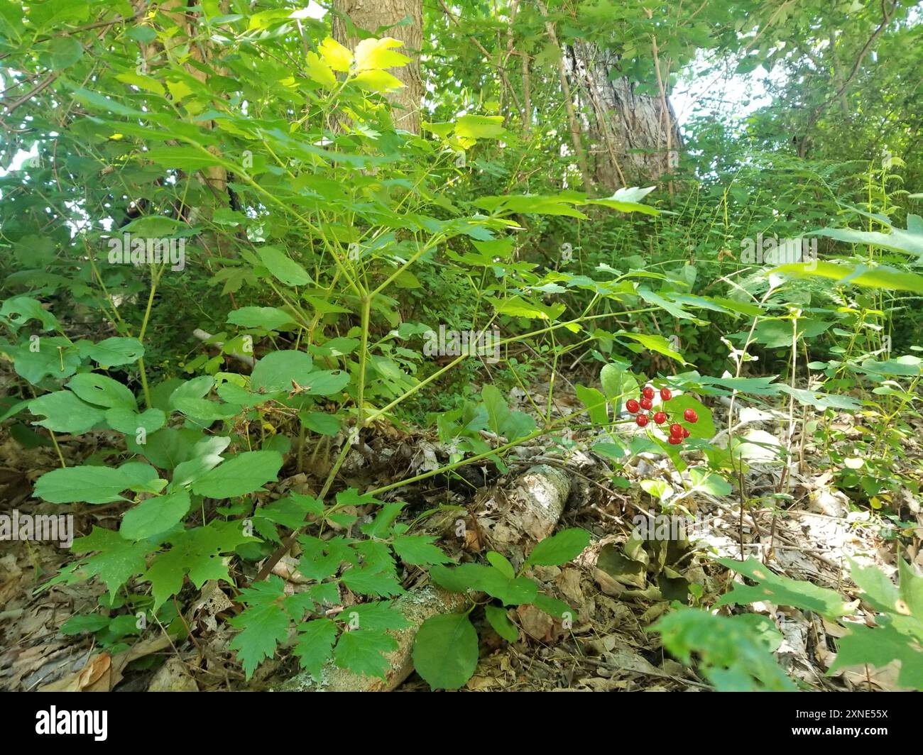 red baneberry (Actaea rubra) Plantae Stock Photo - Alamy