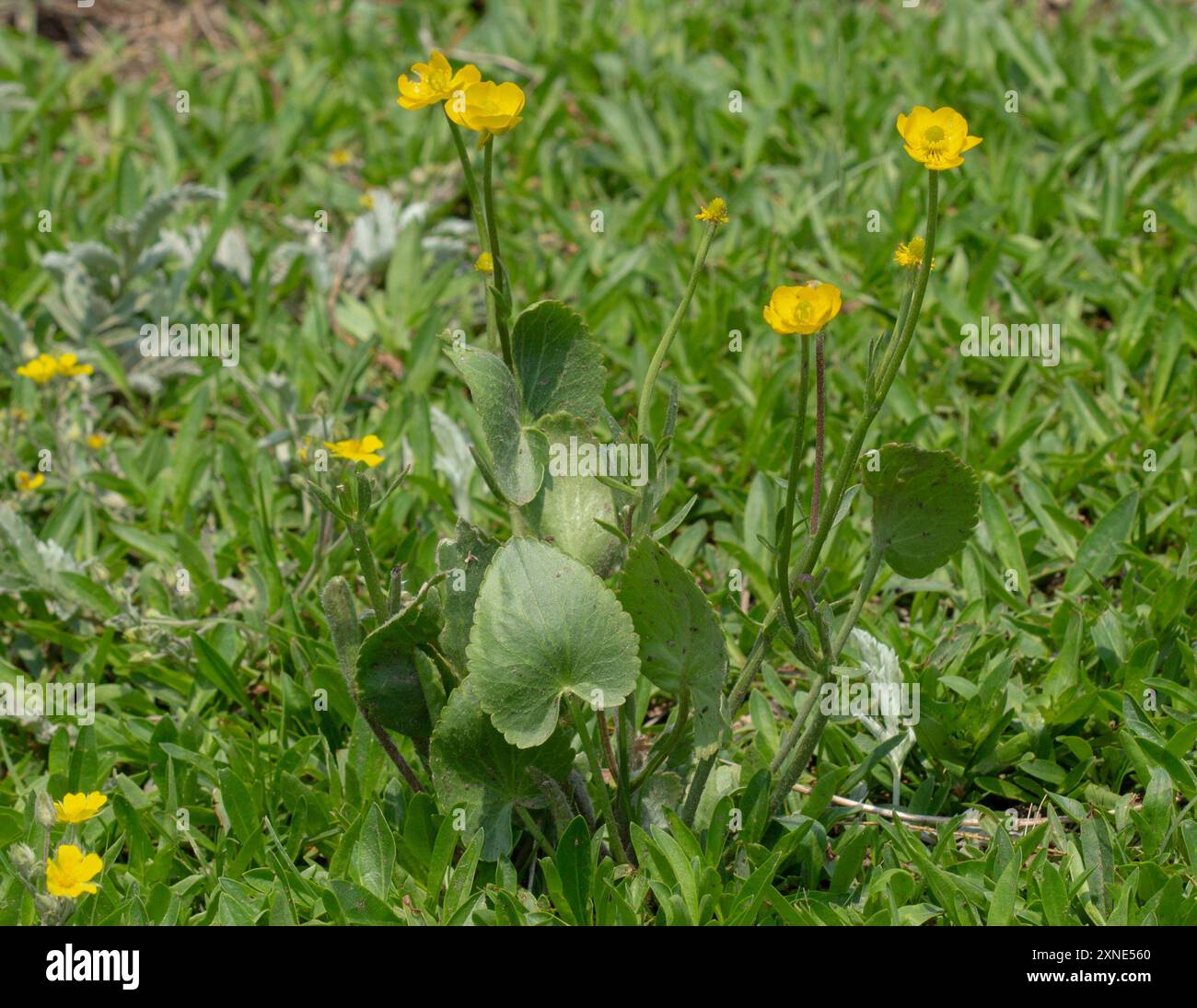 heartleaf buttercup (Ranunculus cardiophyllus) Plantae Stock Photo - Alamy
