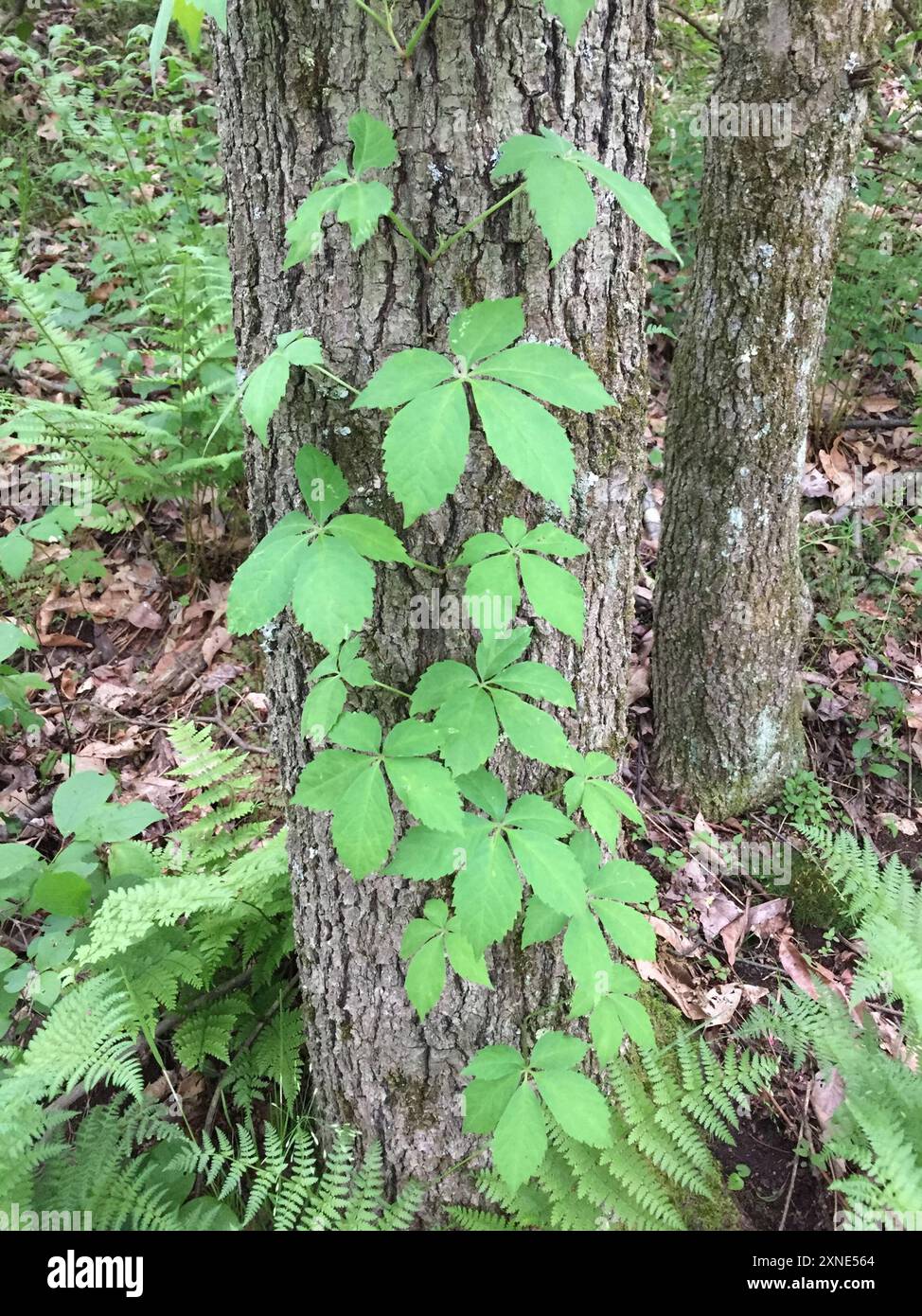 Virginia creeper (Parthenocissus quinquefolia) Plantae Stock Photo - Alamy