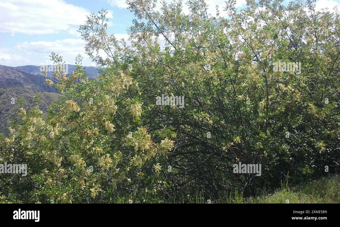 California Ash (Fraxinus dipetala) Plantae Stock Photo - Alamy
