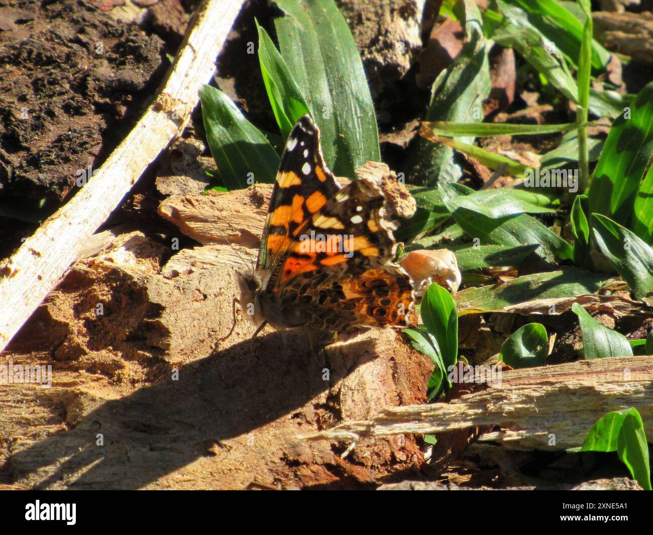 Subtropical Lady (Vanessa carye) Insecta Stock Photo - Alamy