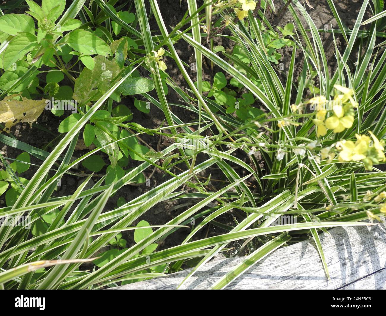 mustard family (Brassicaceae) Plantae Stock Photo - Alamy