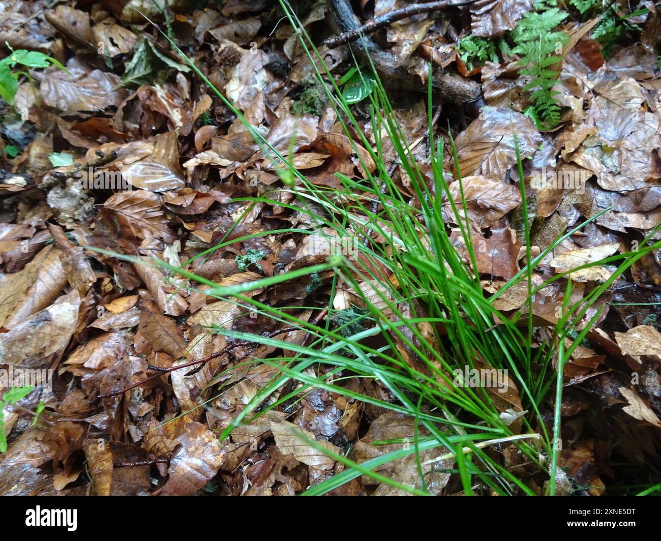 Remote Sedge (Carex remota) Plantae Stock Photo - Alamy
