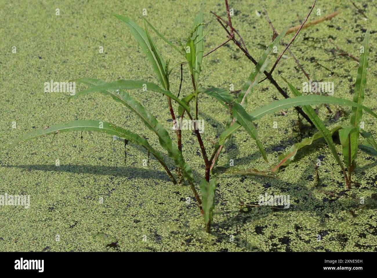 swamp dock (Rumex verticillatus) Plantae Stock Photo - Alamy
