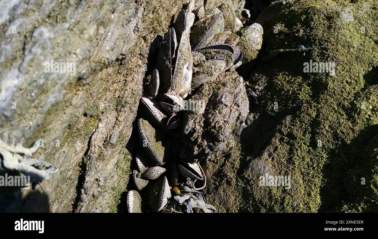 Atlantic Ribbed Mussel (Geukensia demissa) Mollusca Stock Photo - Alamy
