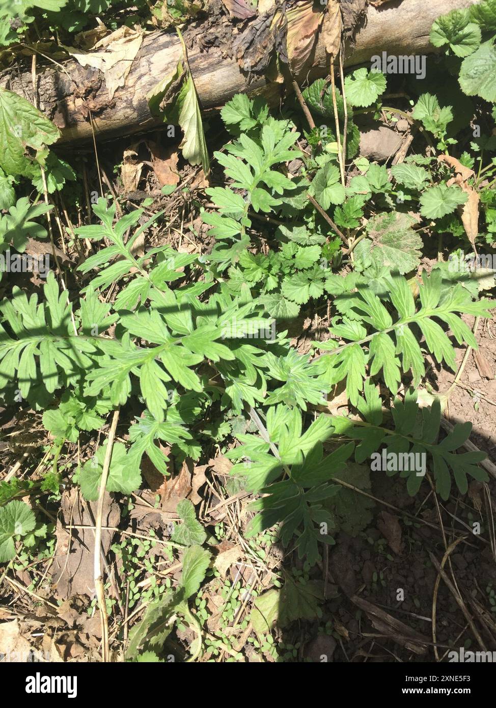 western waterleaf (Hydrophyllum occidentale) Plantae Stock Photo - Alamy