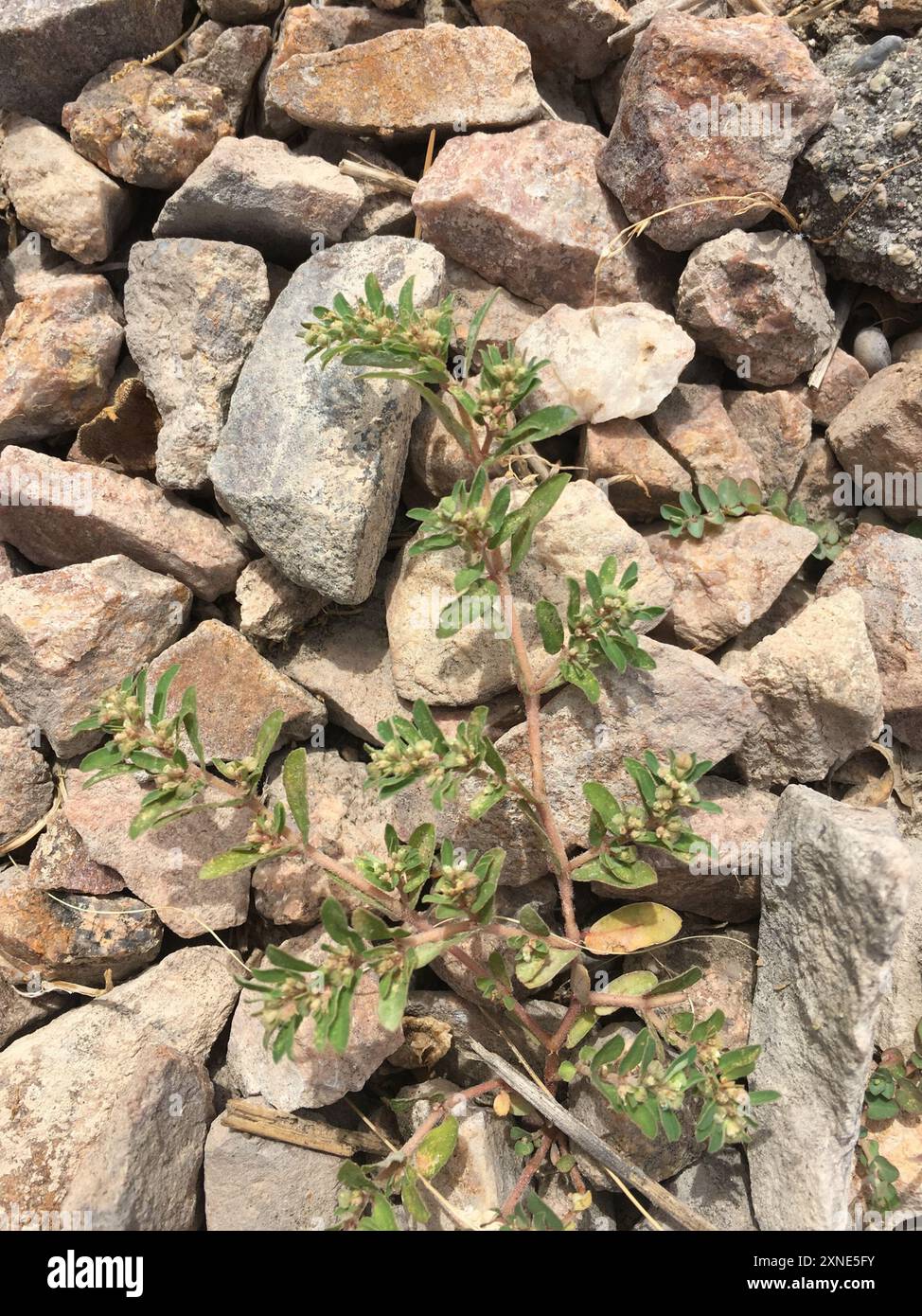 Spotted spurge (Euphorbia maculata) Plantae Stock Photo - Alamy