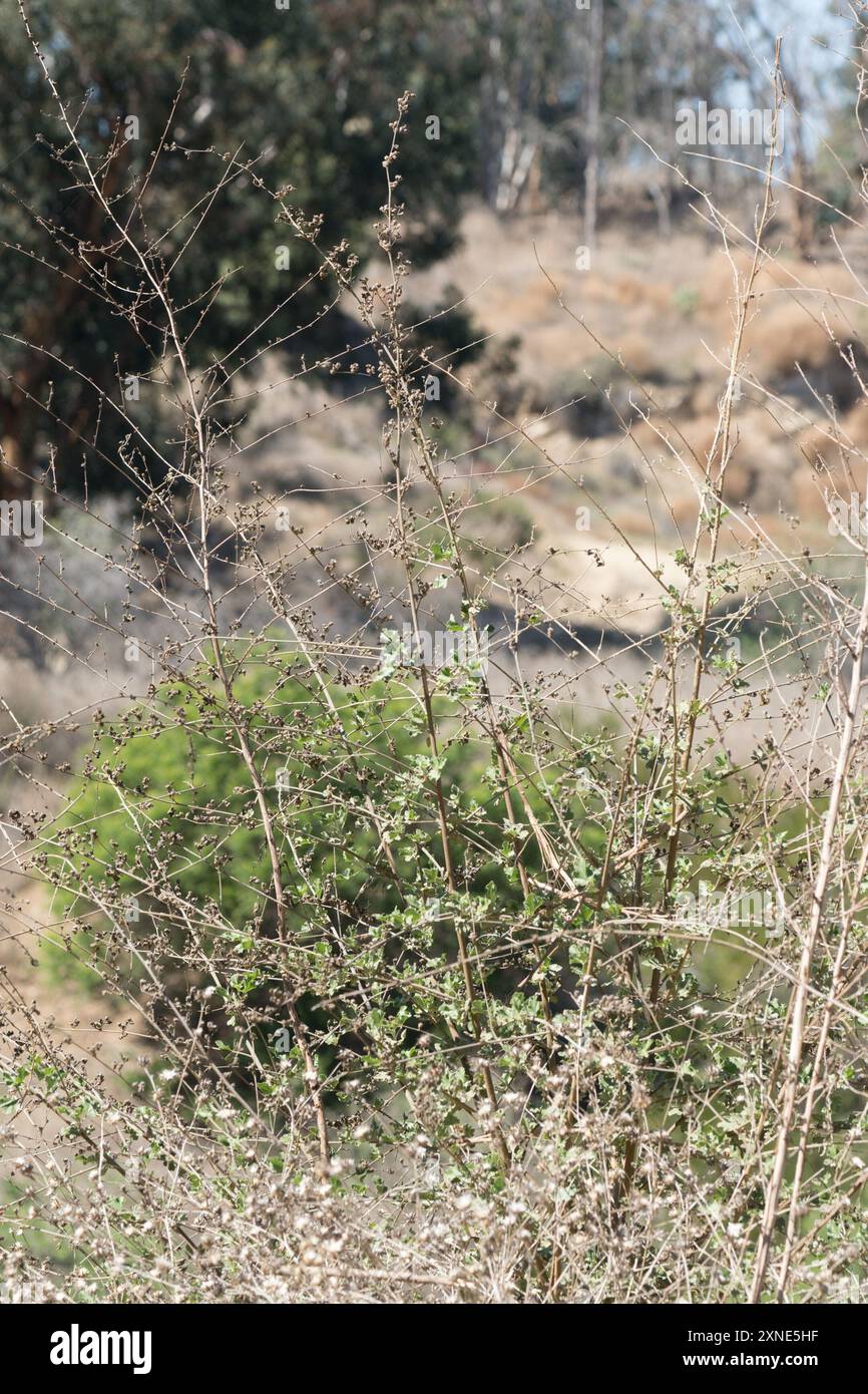 southern coastal bushmallow (Malacothamnus fasciculatus) Plantae Stock ...