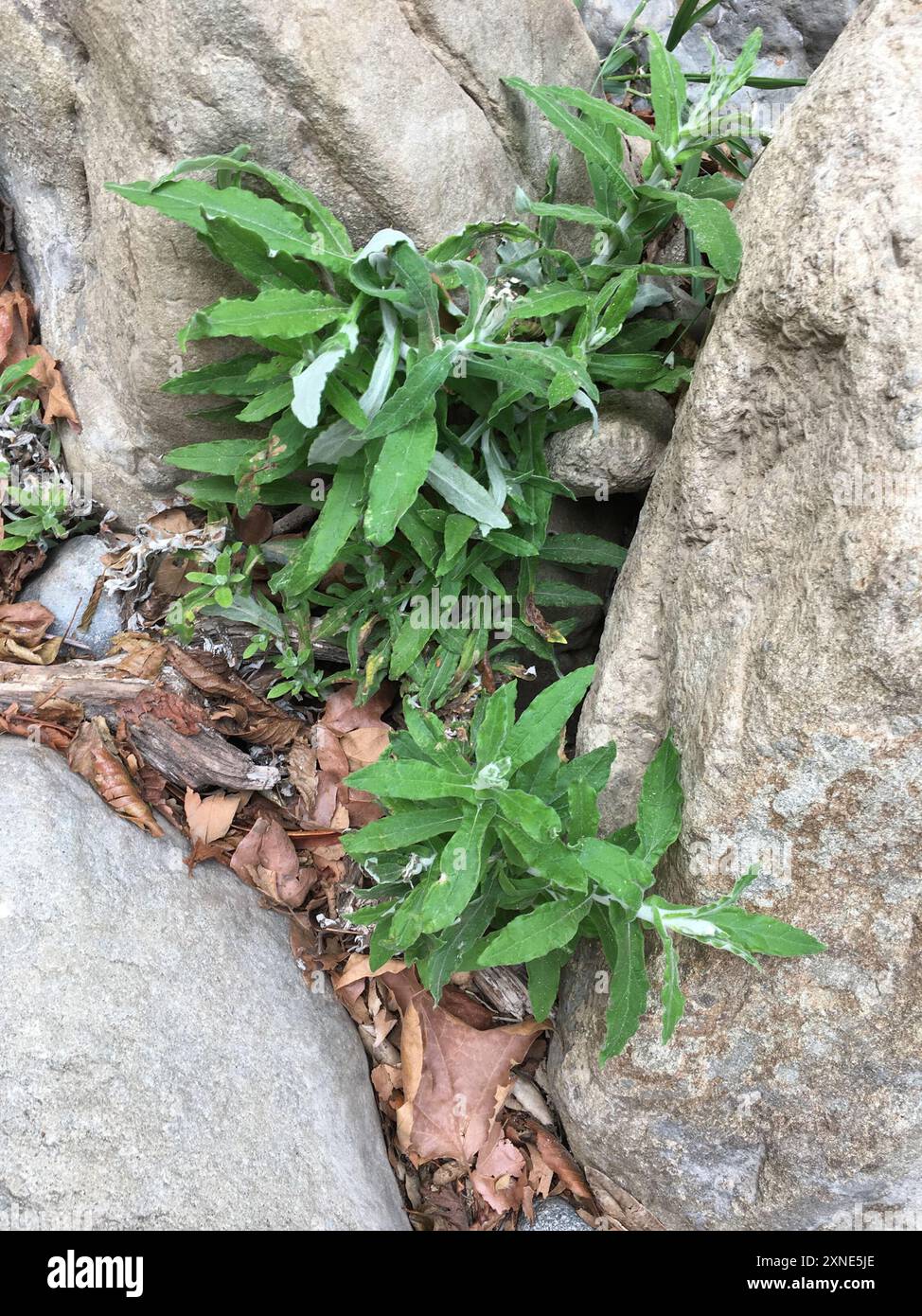 two-color rabbit tobacco (Pseudognaphalium biolettii) Plantae Stock ...