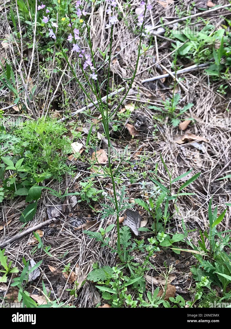 Texas vervain (Verbena halei) Plantae Stock Photo - Alamy