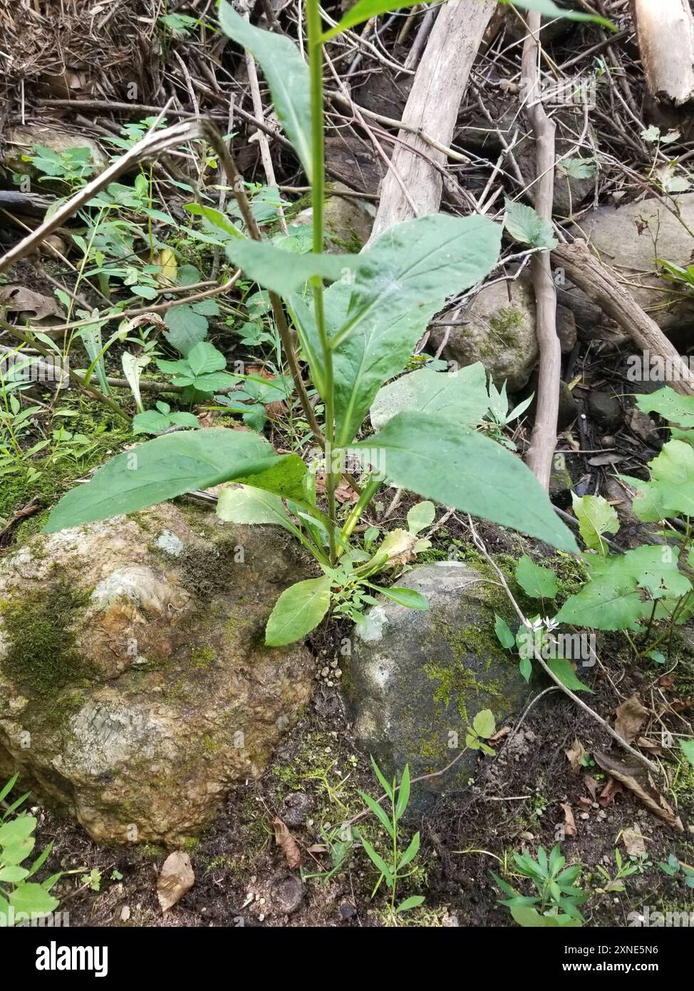 Swamp Goldenrod (Solidago patula) Plantae Stock Photo - Alamy