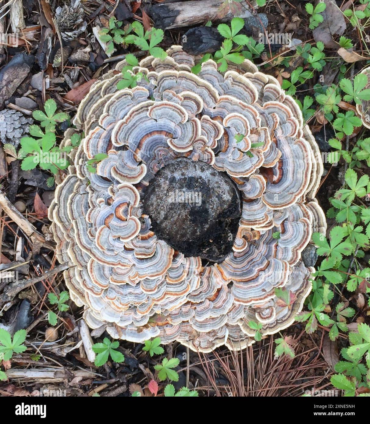 turkey-tail (Trametes versicolor) Fungi Stock Photo - Alamy