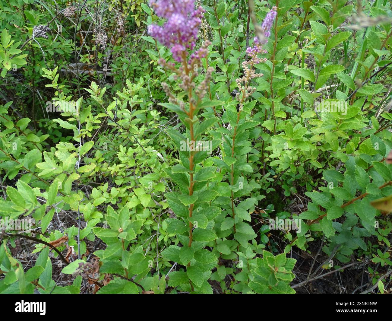 Steeplebush (Spiraea tomentosa) Plantae Stock Photo - Alamy