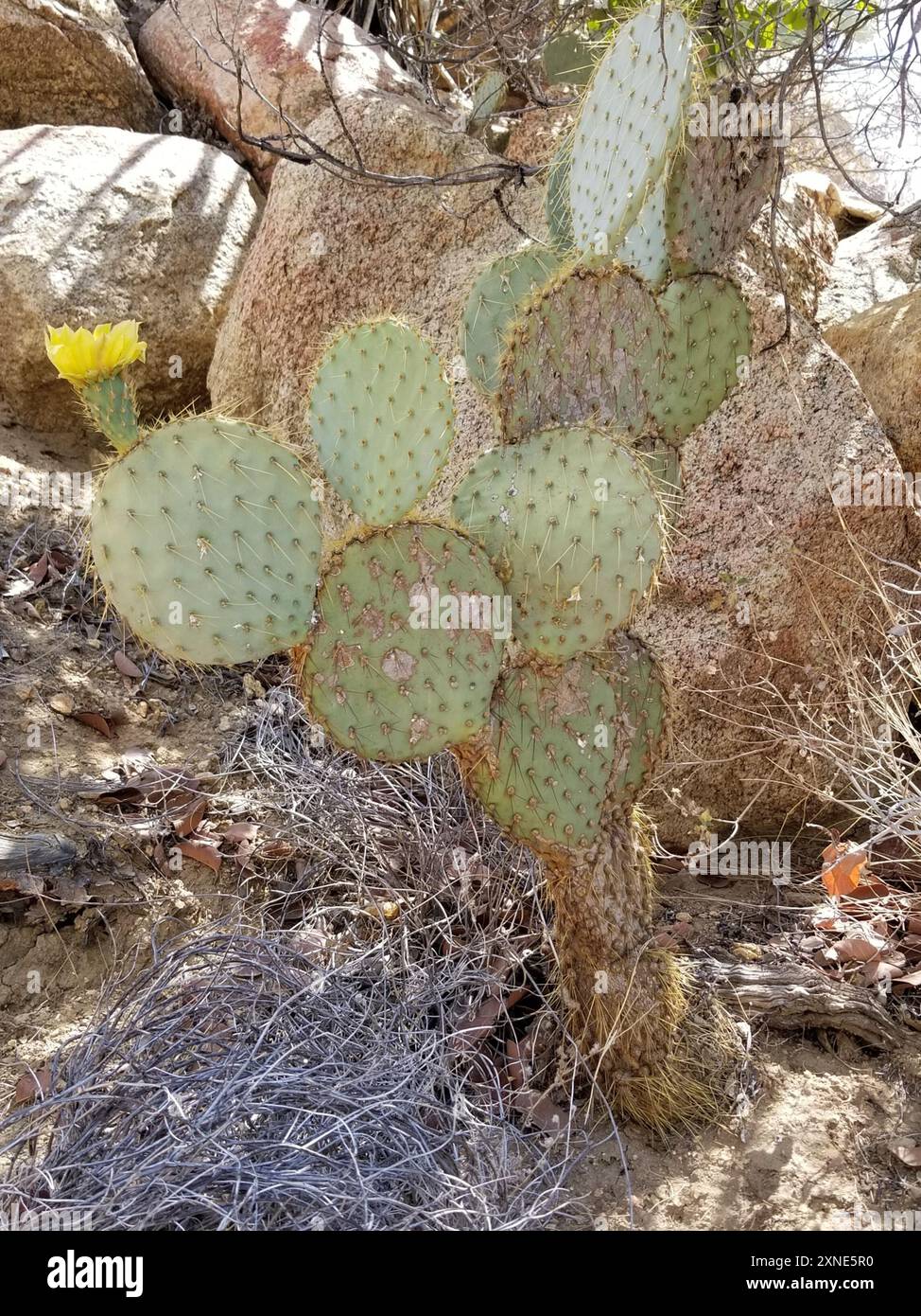 Pancake Pricklypear (Opuntia chlorotica) Plantae Stock Photo - Alamy